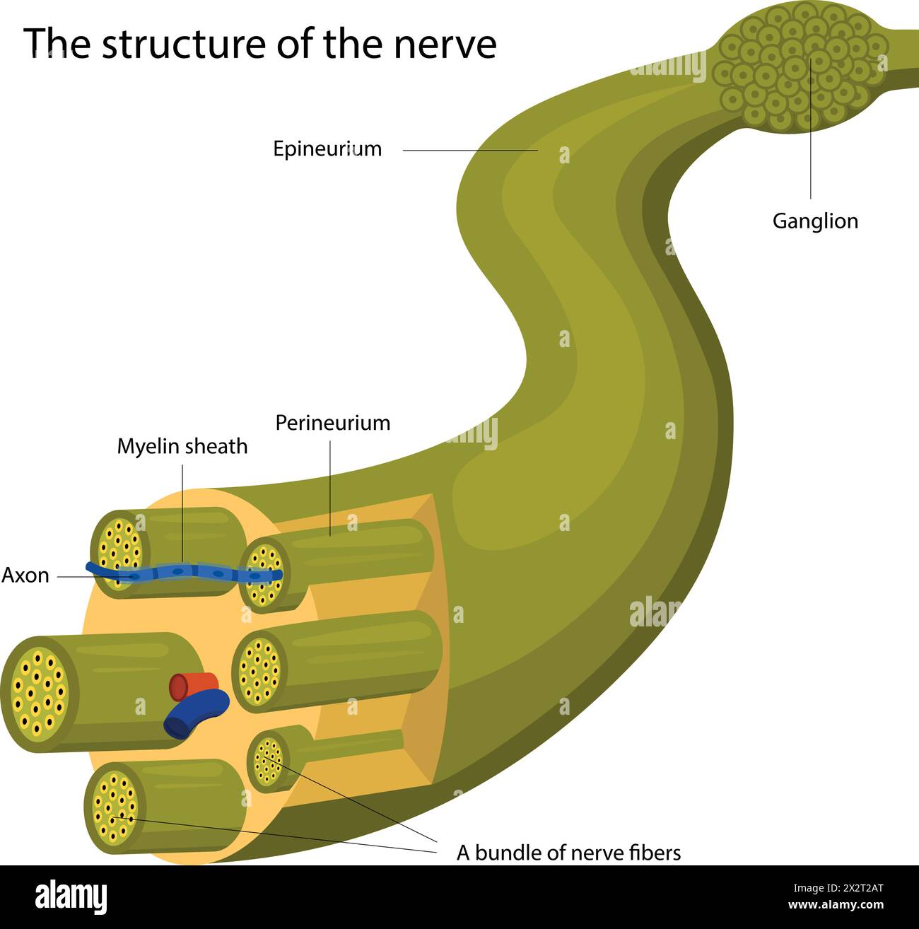 Vector illustration of structure the nerve Stock Vector Image & Art - Alamy Vector illustration of structure the nerve Stock Vector Image & Art - Alamy