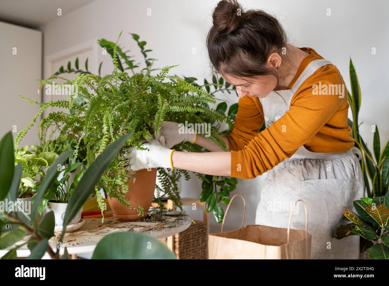 Woman potting plant on table at nursery Stock Photo - Alamy