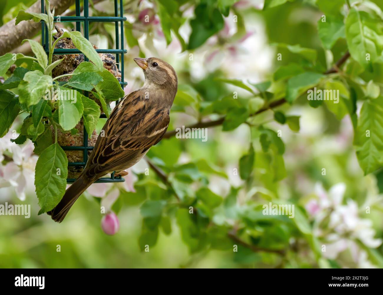 Bird feeding tree hi-res stock photography and images - Alamy