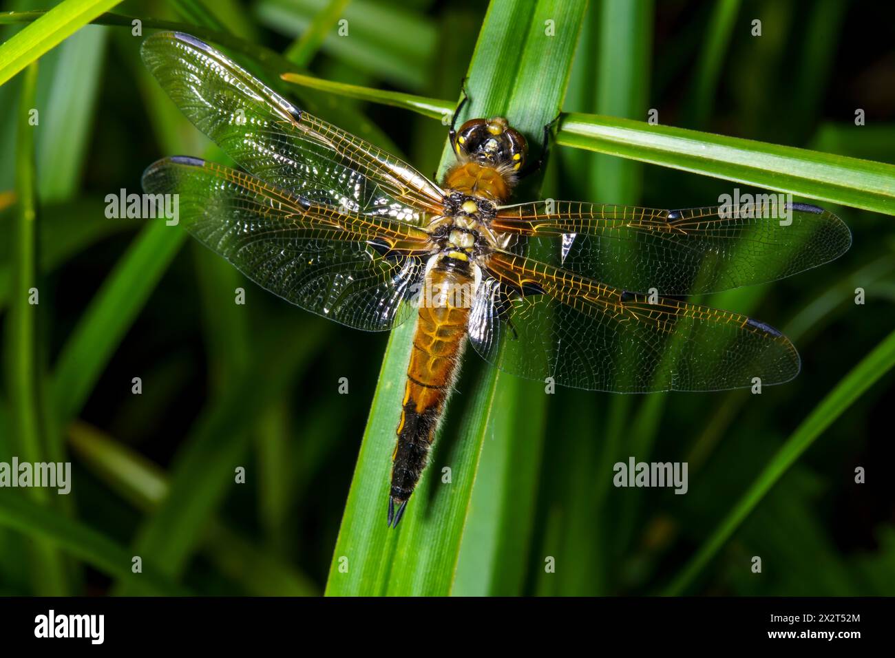 Libellula quadrimaculata Family Libellulidae Genus Libellula Four ...