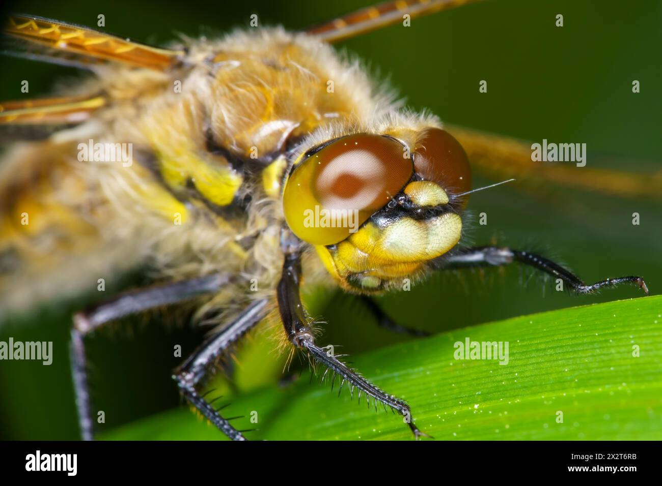 Libellula quadrimaculata Family Libellulidae Genus Libellula Four ...