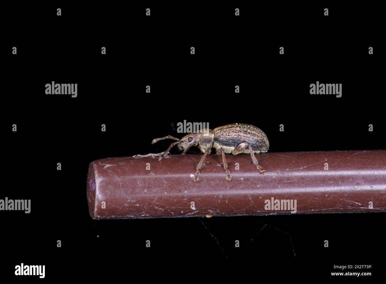 Phyllobius pyri Family Curculionidae Genus Phyllobius Common leaf ...