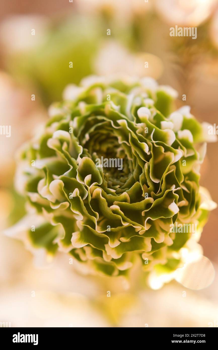 Ranunculus family hi-res stock photography and images - Alamy