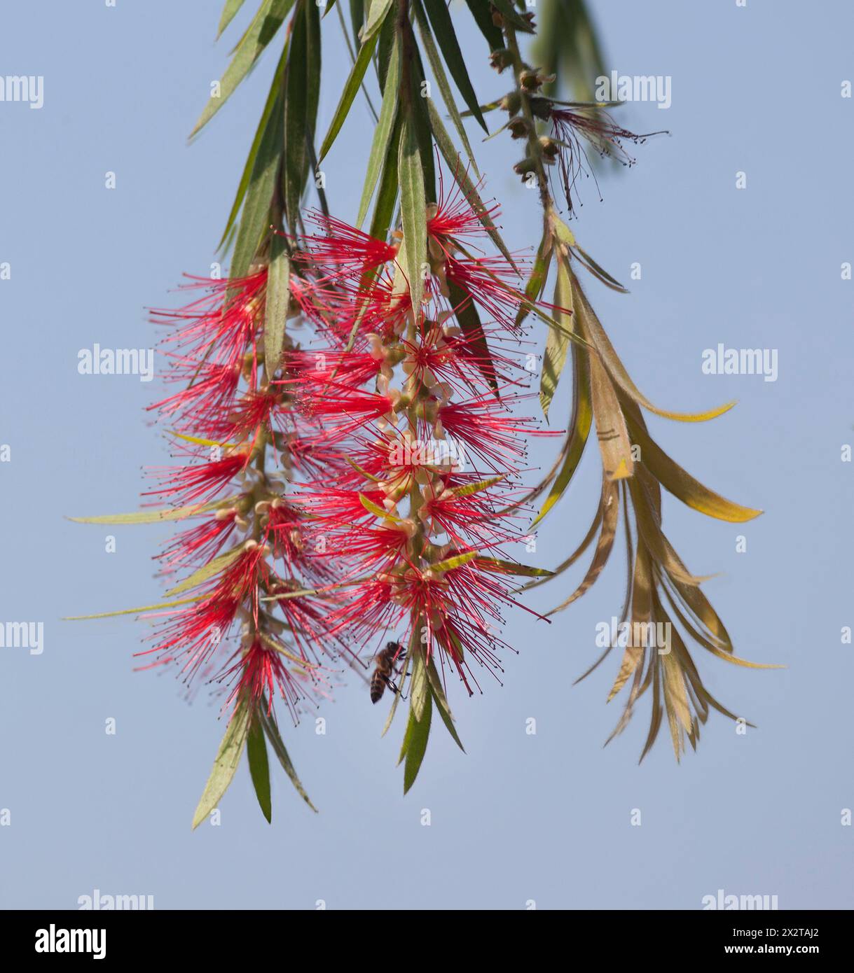 Bottlebrush flowers, Callistemon citrinus Stock Photo - Alamy