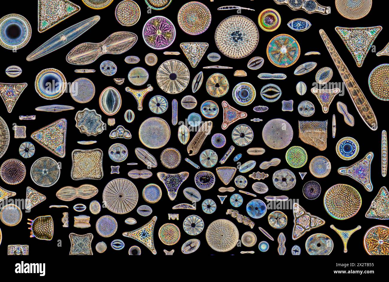 Fossil diatoms, Lomita USA, diverse selection of forms Stock Photo - Alamy