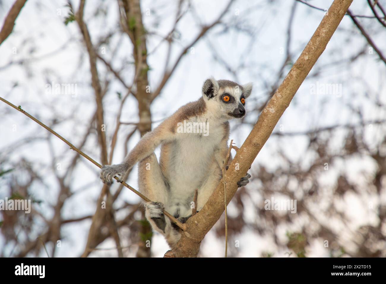 Ring-tailed lemur on Madagascar island fauna, in natural habitat. cute ...