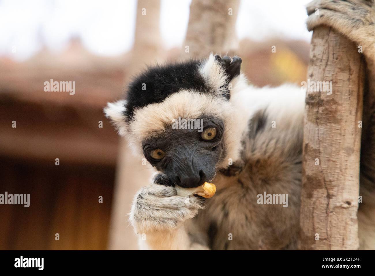 Verreaux's sifaka in Kimony hotel park. White sifaka with dark head on ...