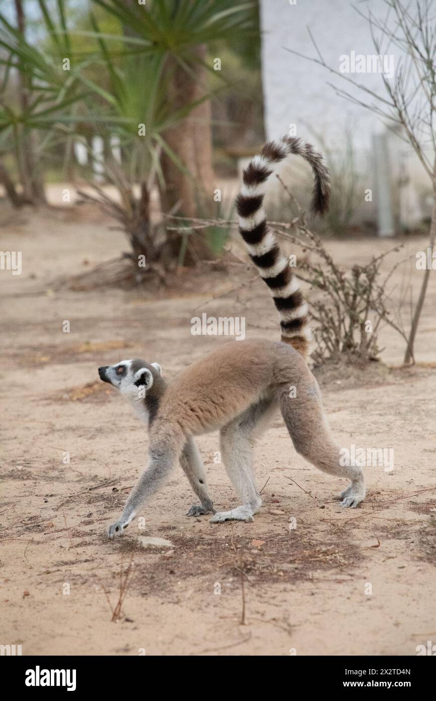 ring-tailed lemur, Lemur catta large strepsirrhine primate and most ...