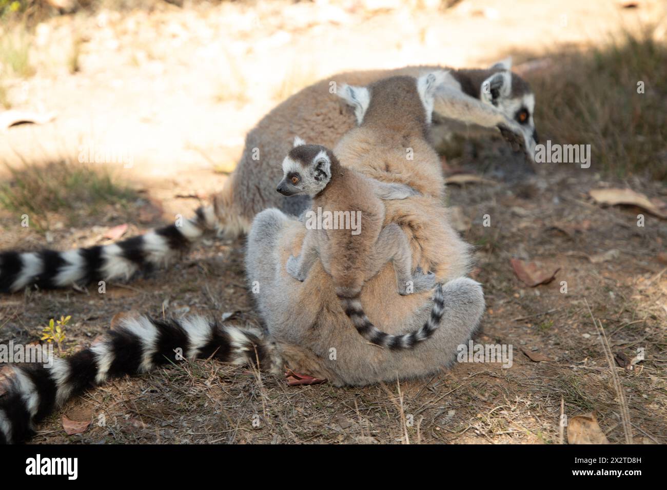 ring-tailed gray lemur in natural environment in private park ...