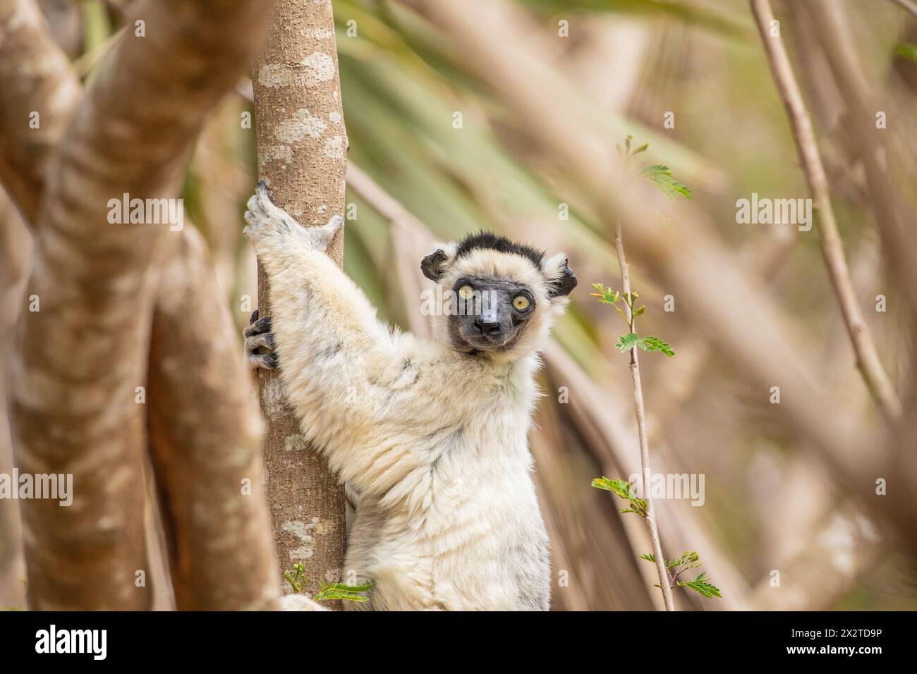 Verreaux's sifaka in Kimony hotel park. White sifaka with dark head on ...