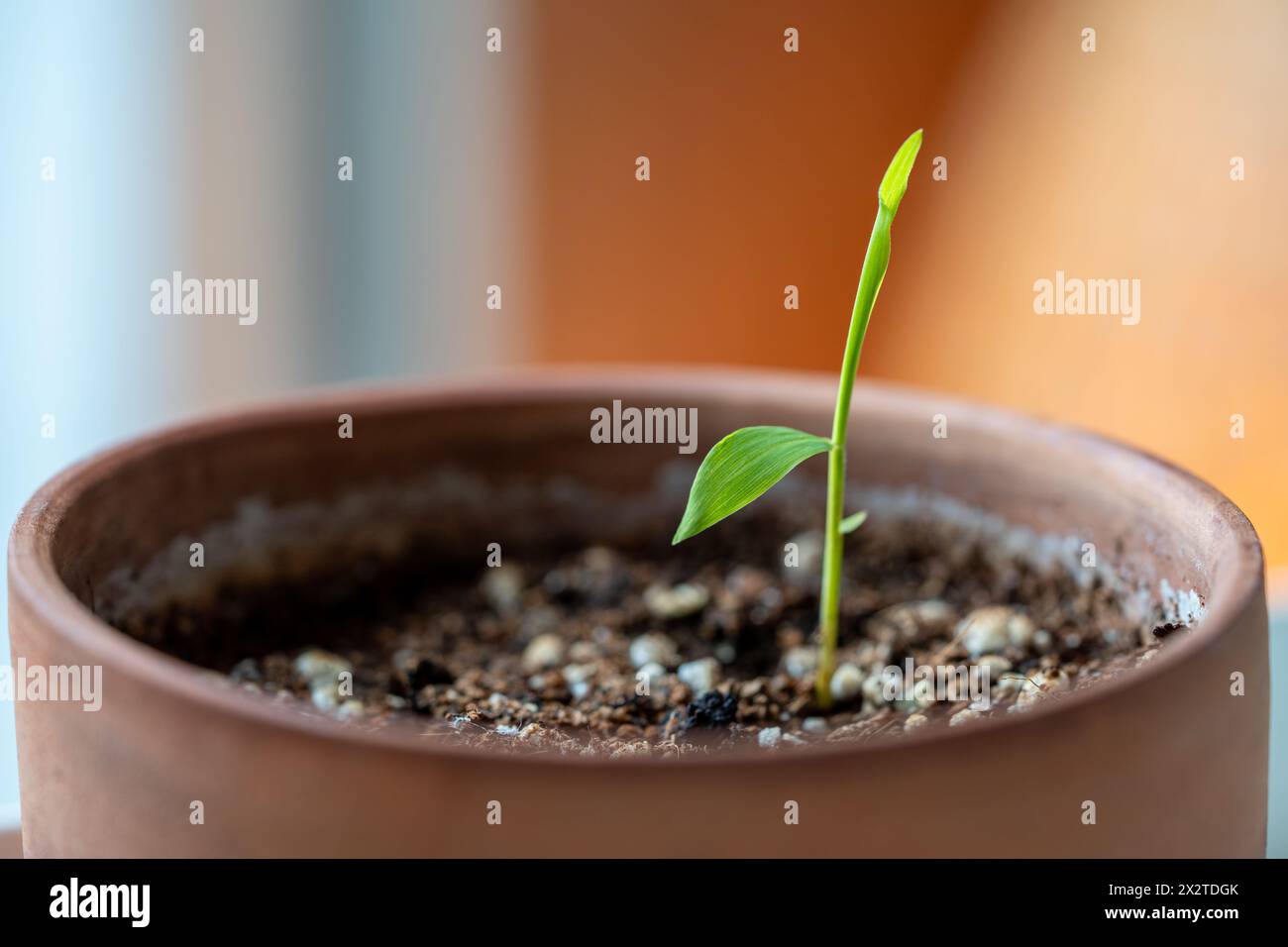 Bamboo seedling hi-res stock photography and images - Alamy