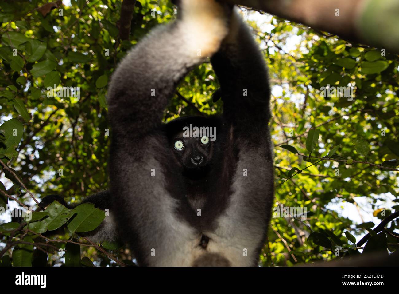 Lemur Indri indri, babakoto black and white largest lemur from ...