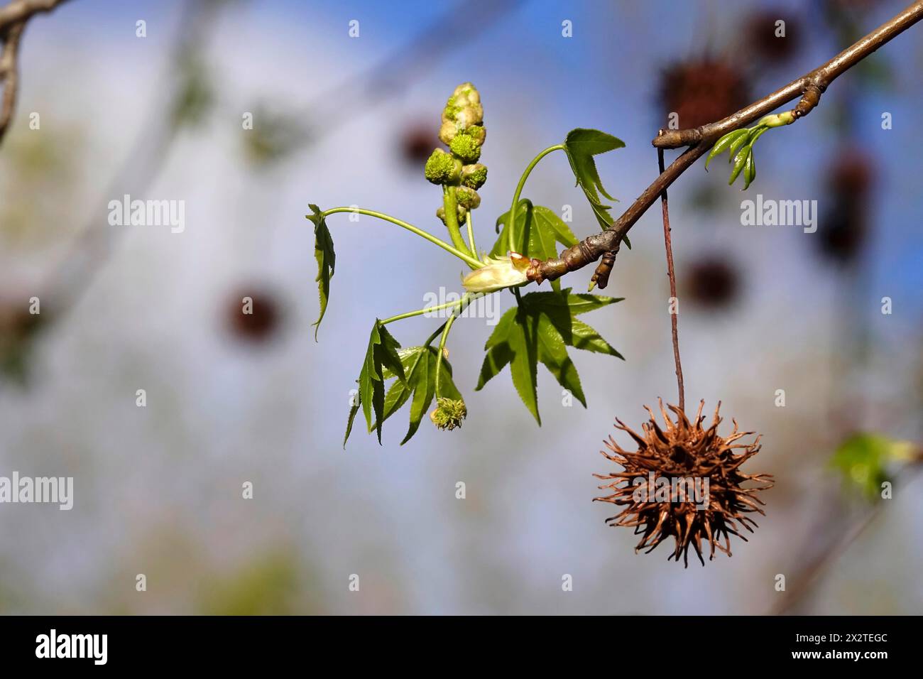 Amber tree in spring, buds and fruits, Germany Stock Photo - Alamy