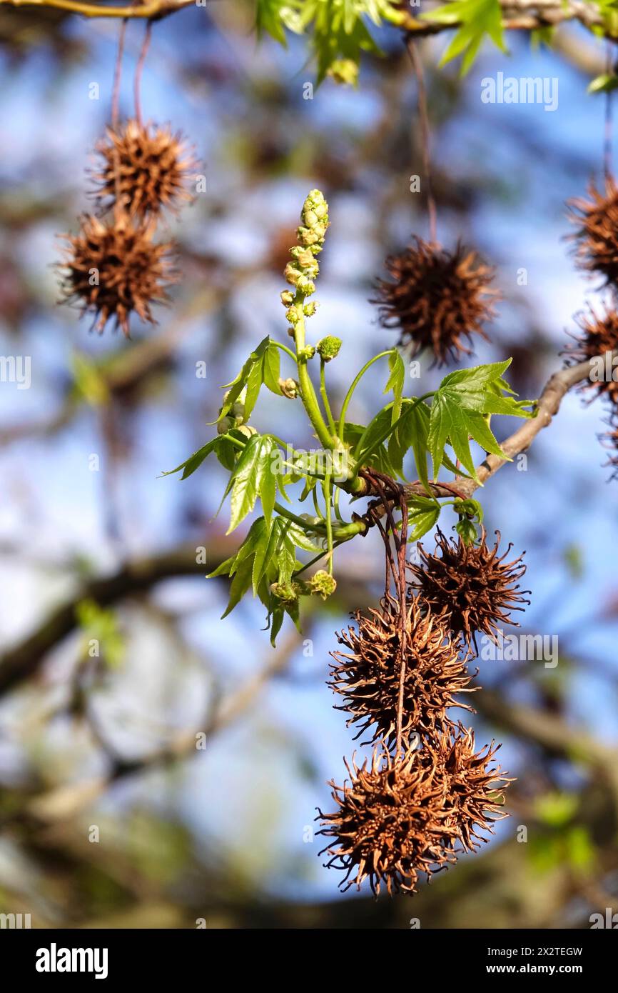 Amber tree spring hi-res stock photography and images - Alamy