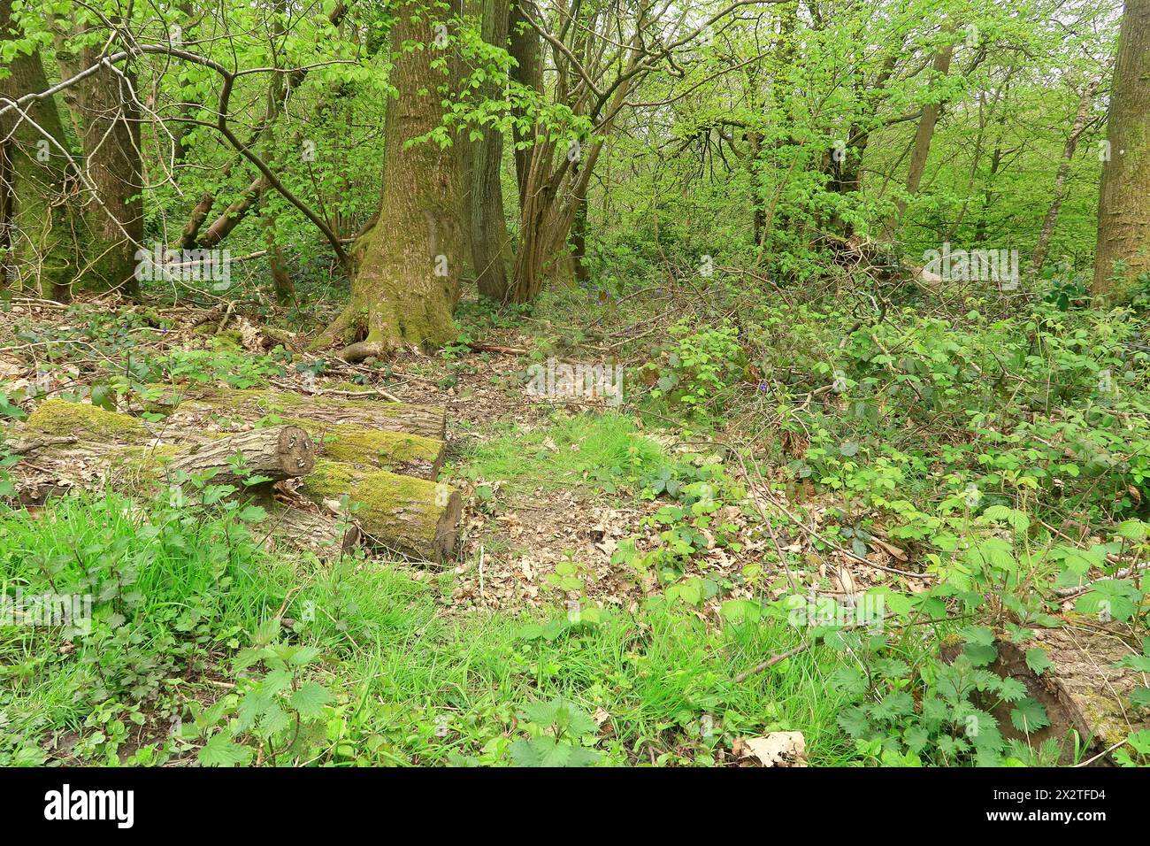 A naturally messy woodland landscape scene in Trosley country park ...
