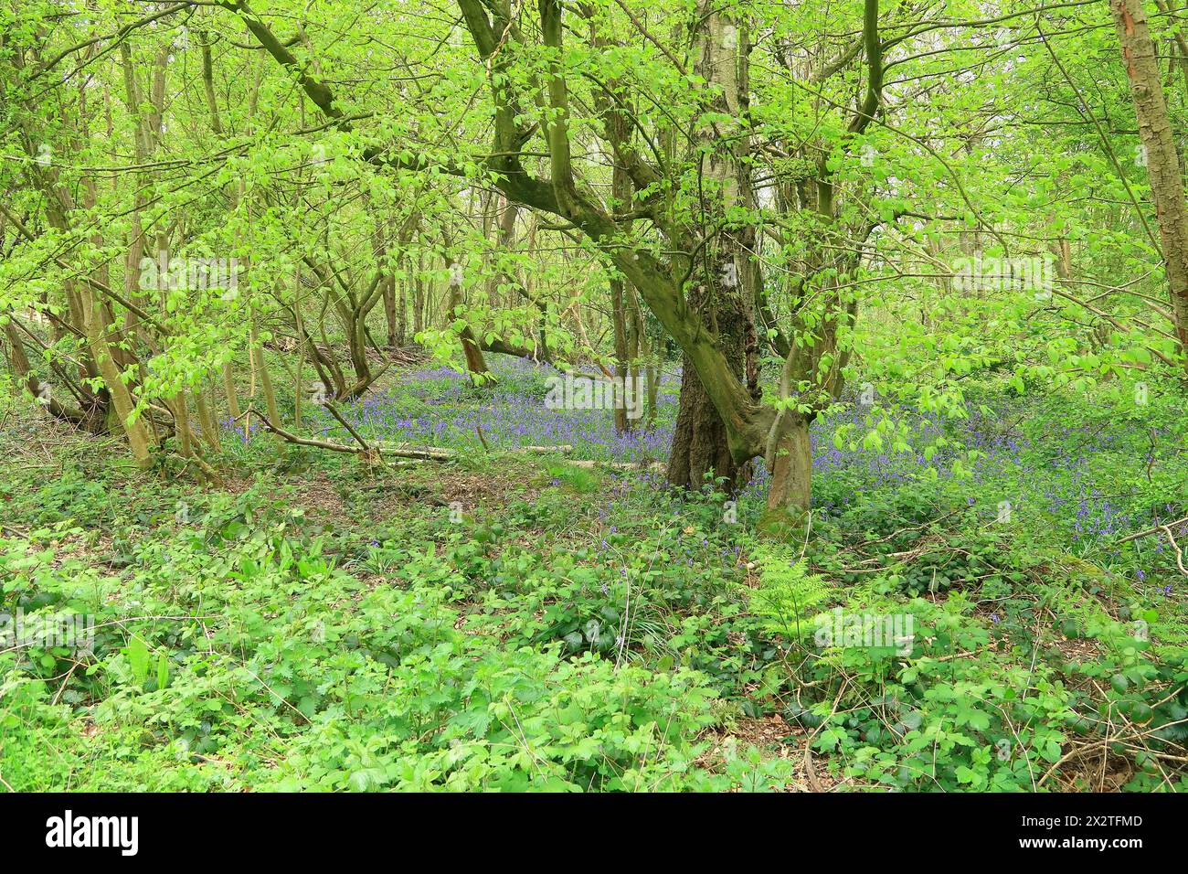 Trees and bluebells in the woods at Trosley country park in Early ...