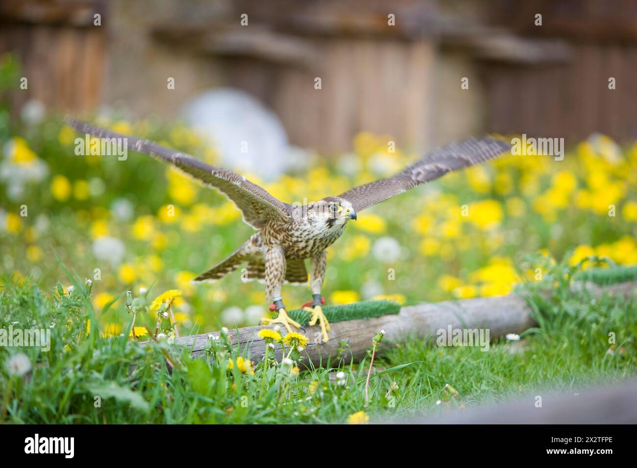 Greifenstein Castle Falcon from the castle falconry, ., Greifenstein ...