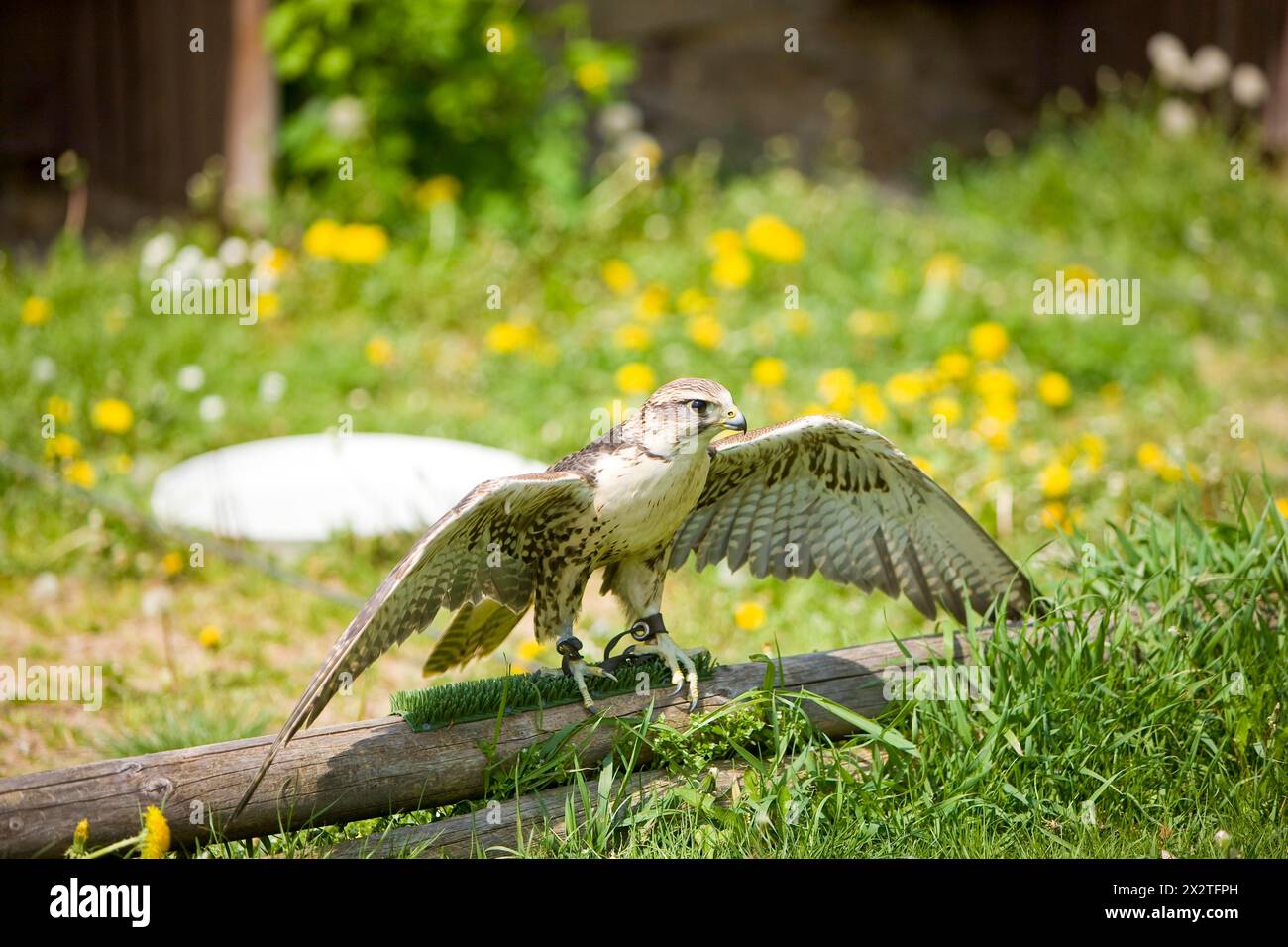 Greifenstein Castle Falcon from the castle falconry, ., Greifenstein ...
