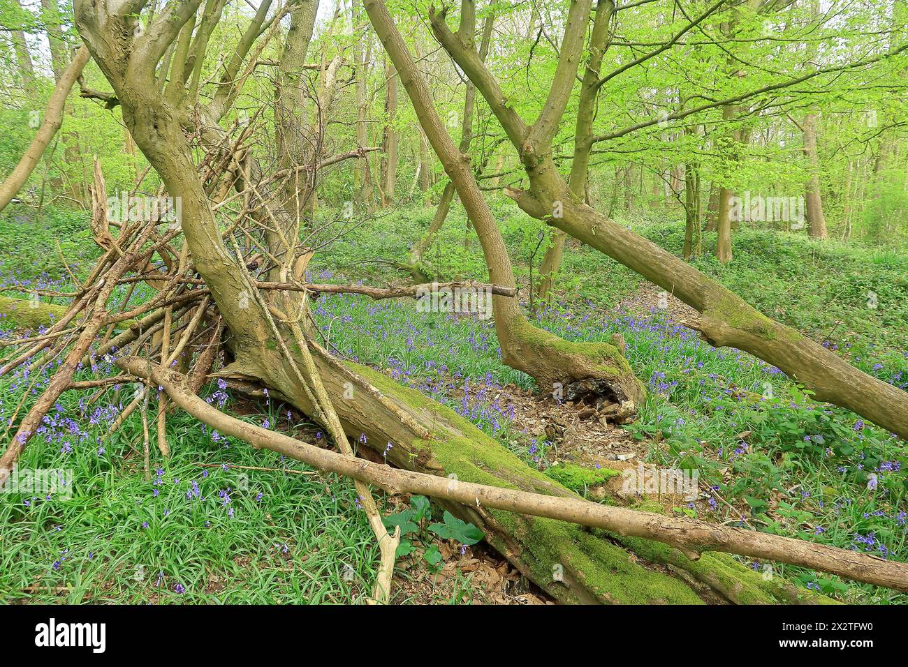 Ash trees in Trosley woods surrounded by Bluebells Stock Photo - Alamy