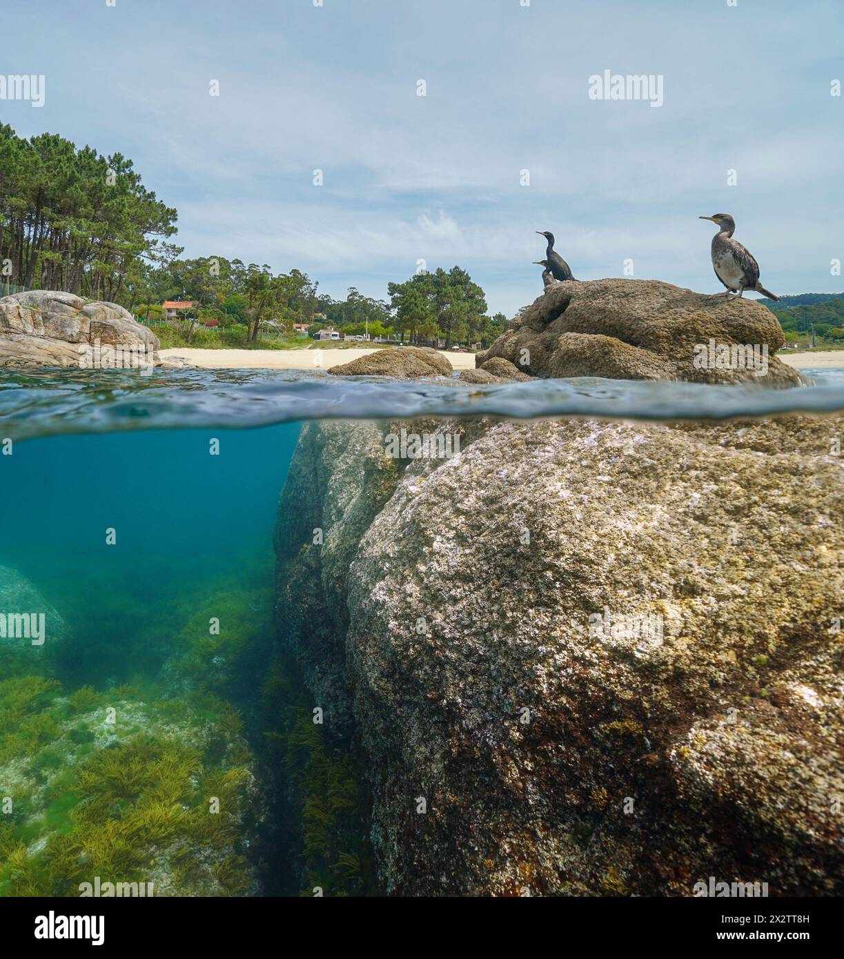 Atlantic ocean coastline in Spain with cormorant birds on a rock, split ...