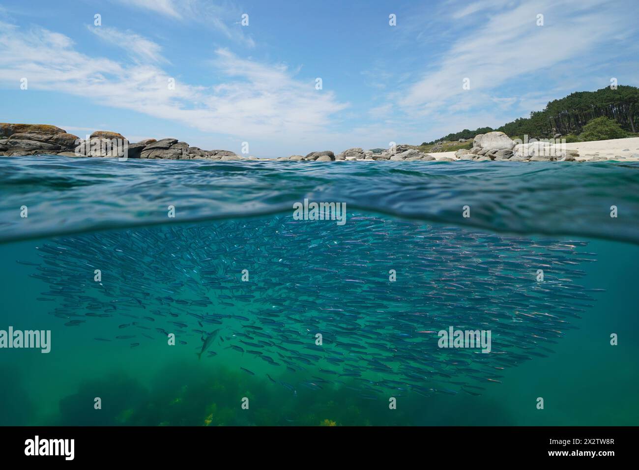School of anchovy fish underwater in the Atlantic ocean near the ...