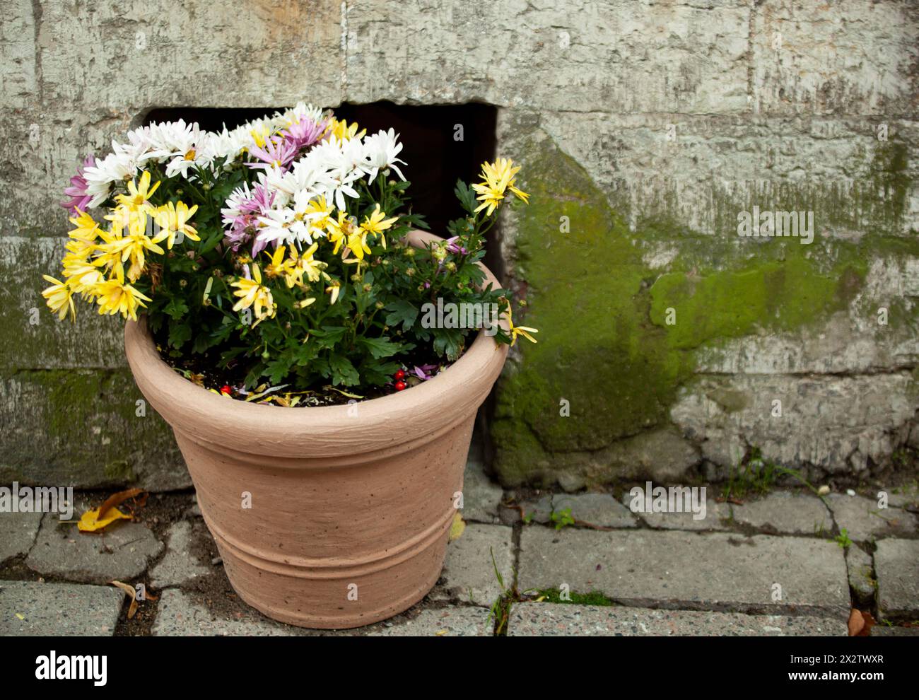 Conciner gardening hi-res stock photography and images - Alamy