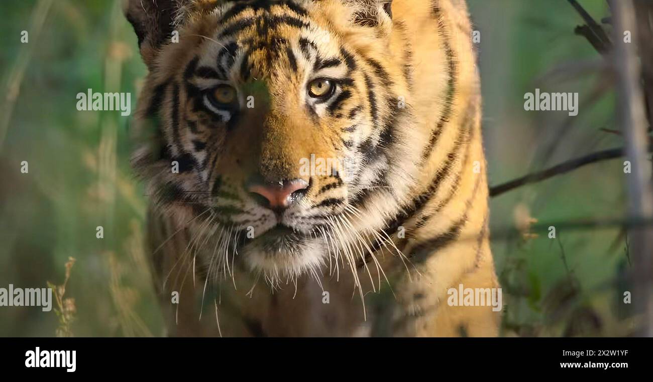 TIGER, 2024. © Disney+ / Courtesy Everett Collection Stock Photo - Alamy