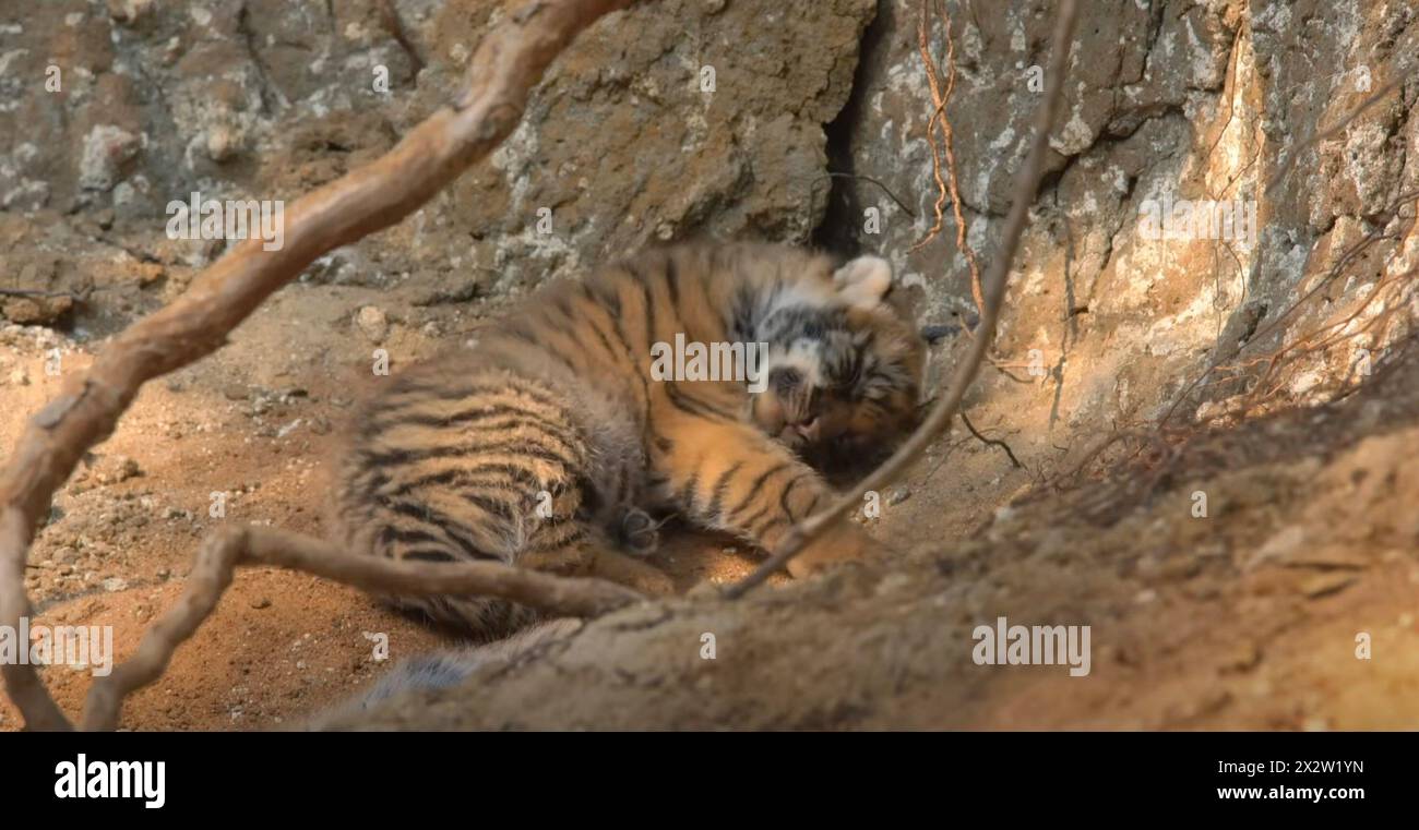TIGER, 2024. © Disney+ / Courtesy Everett Collection Stock Photo - Alamy