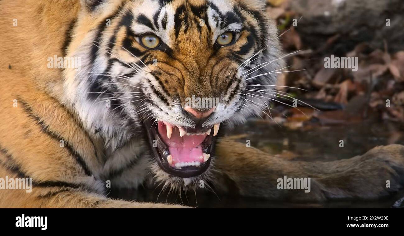 TIGER, 2024. © Disney+ / Courtesy Everett Collection Stock Photo - Alamy