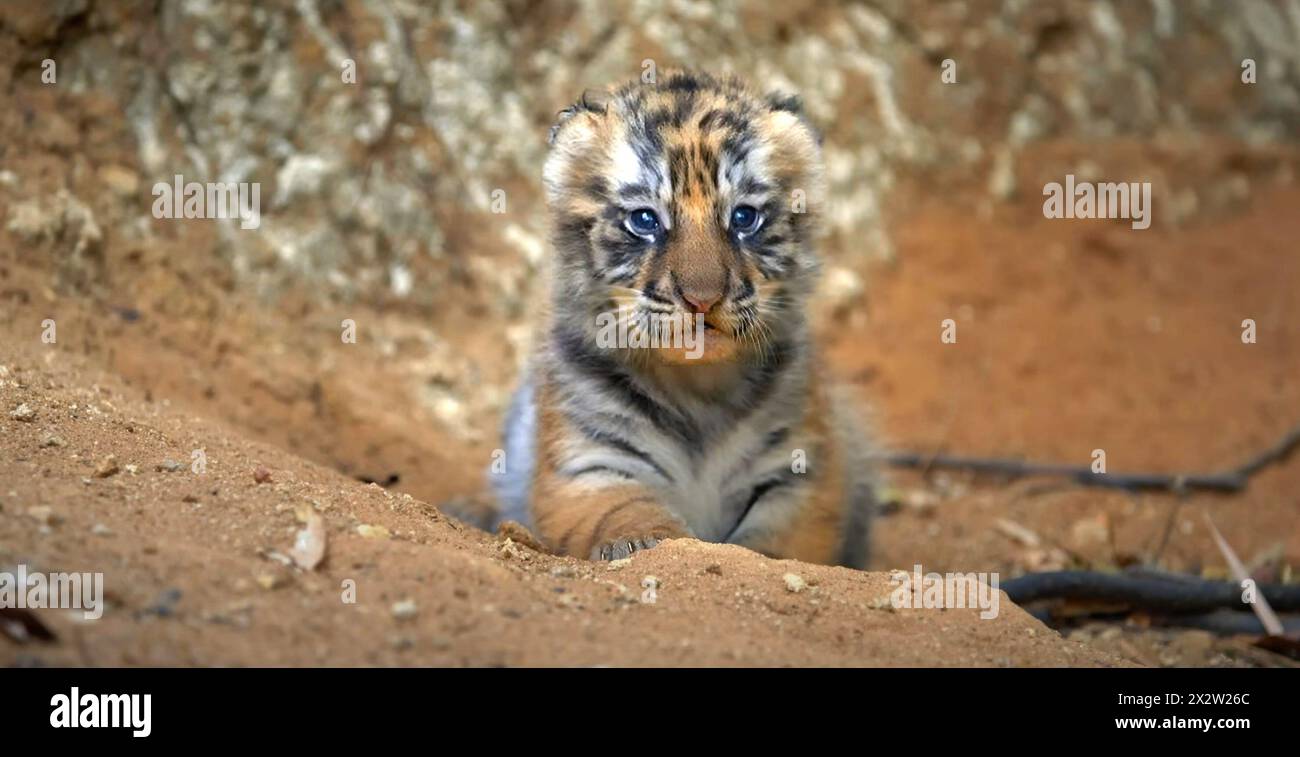 TIGER, 2024. © Disney+ / Courtesy Everett Collection Stock Photo - Alamy