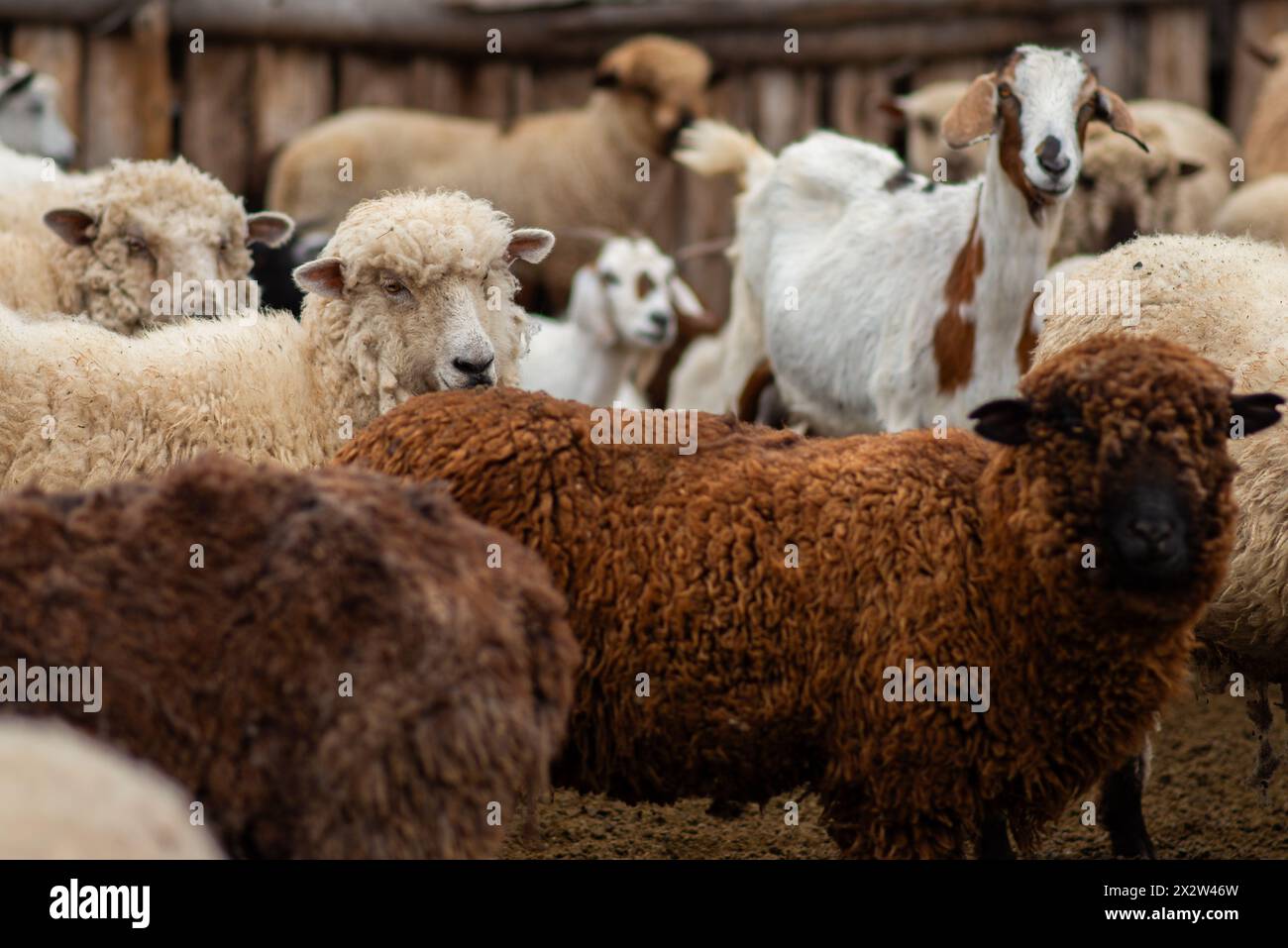 Ranching activities hi-res stock photography and images - Alamy
