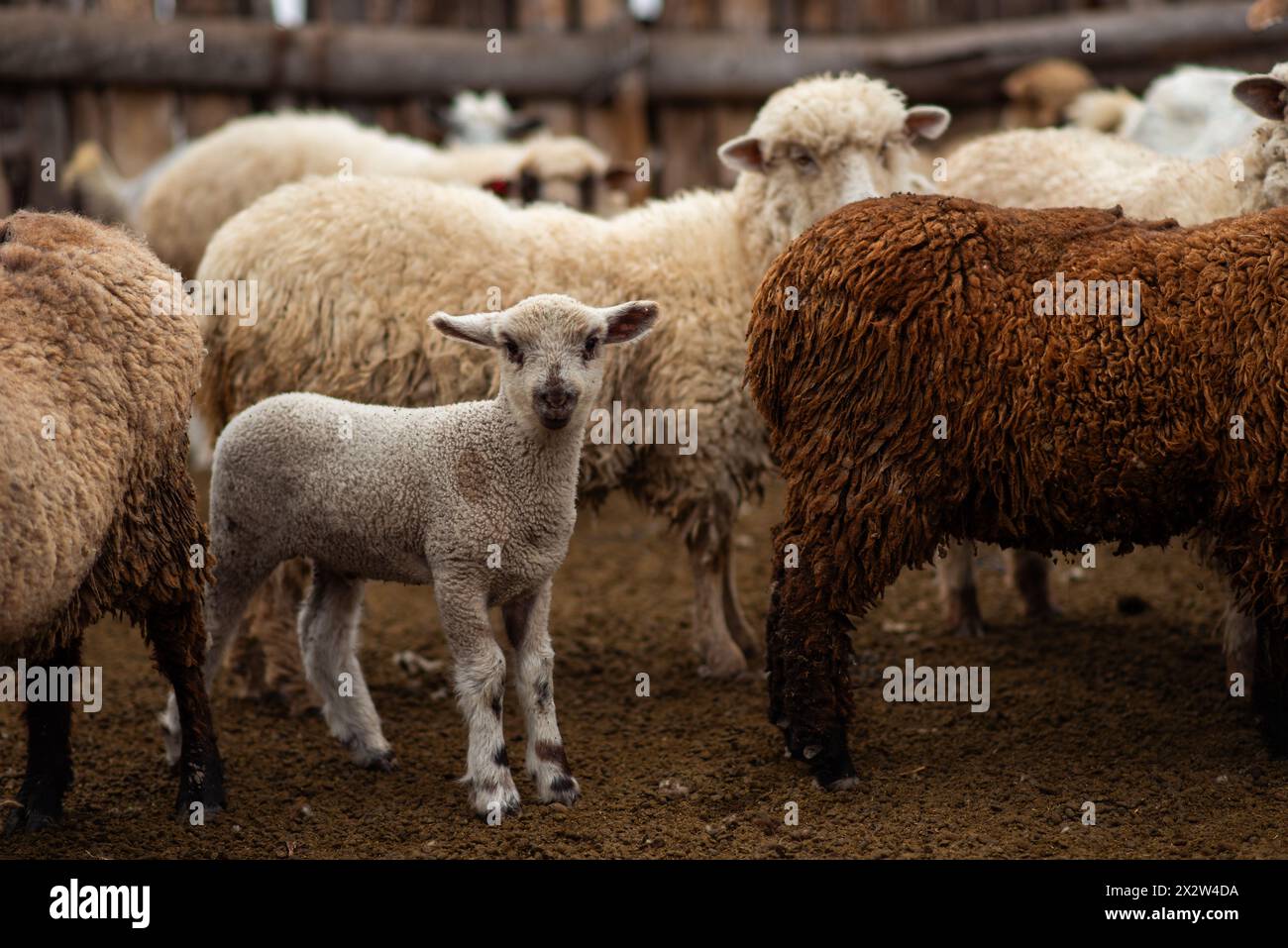 Sheep pen in a ranch in Argentina Stock Photo - Alamy