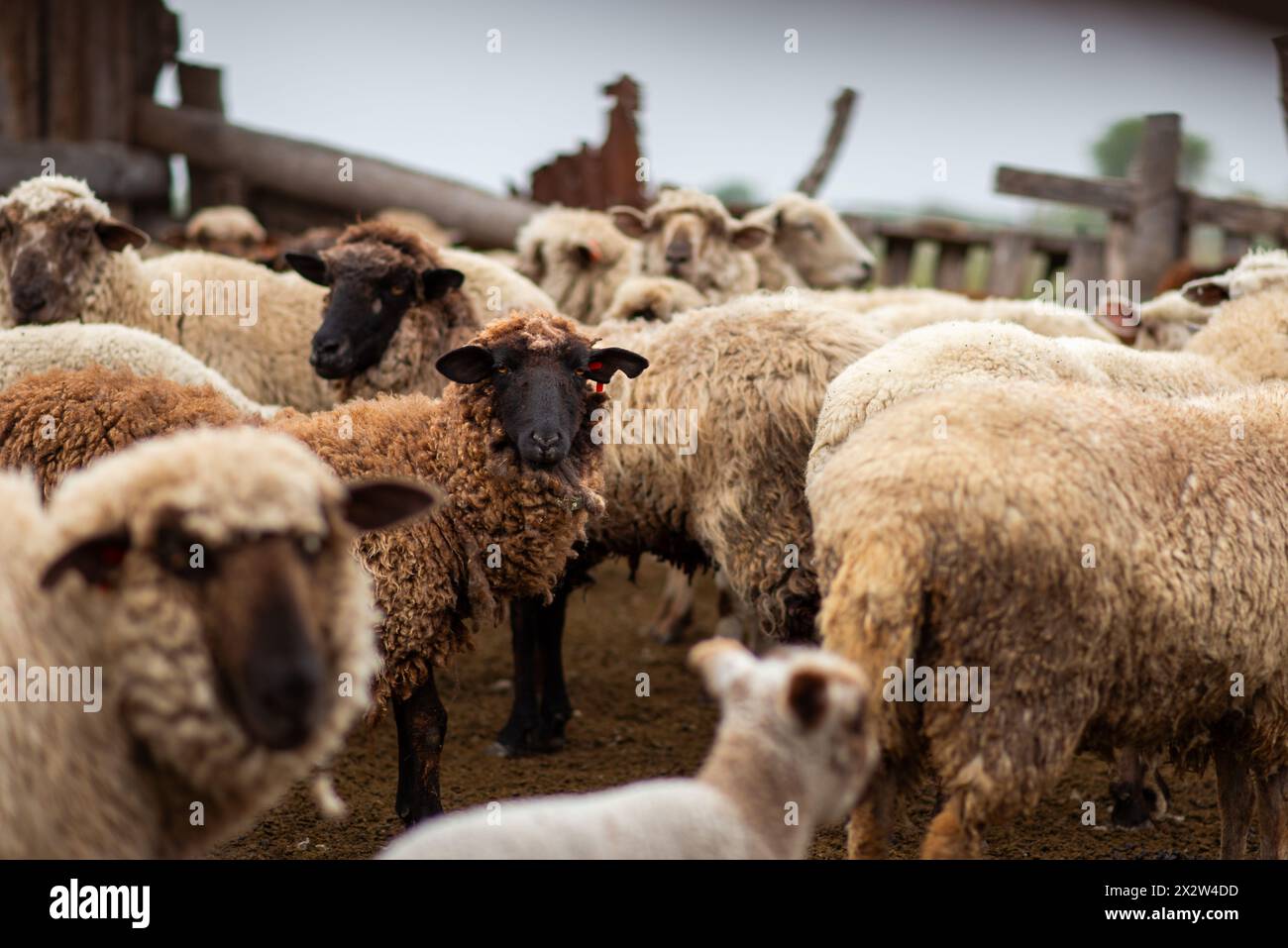 Sheep pen in a ranch in Argentina Stock Photo - Alamy