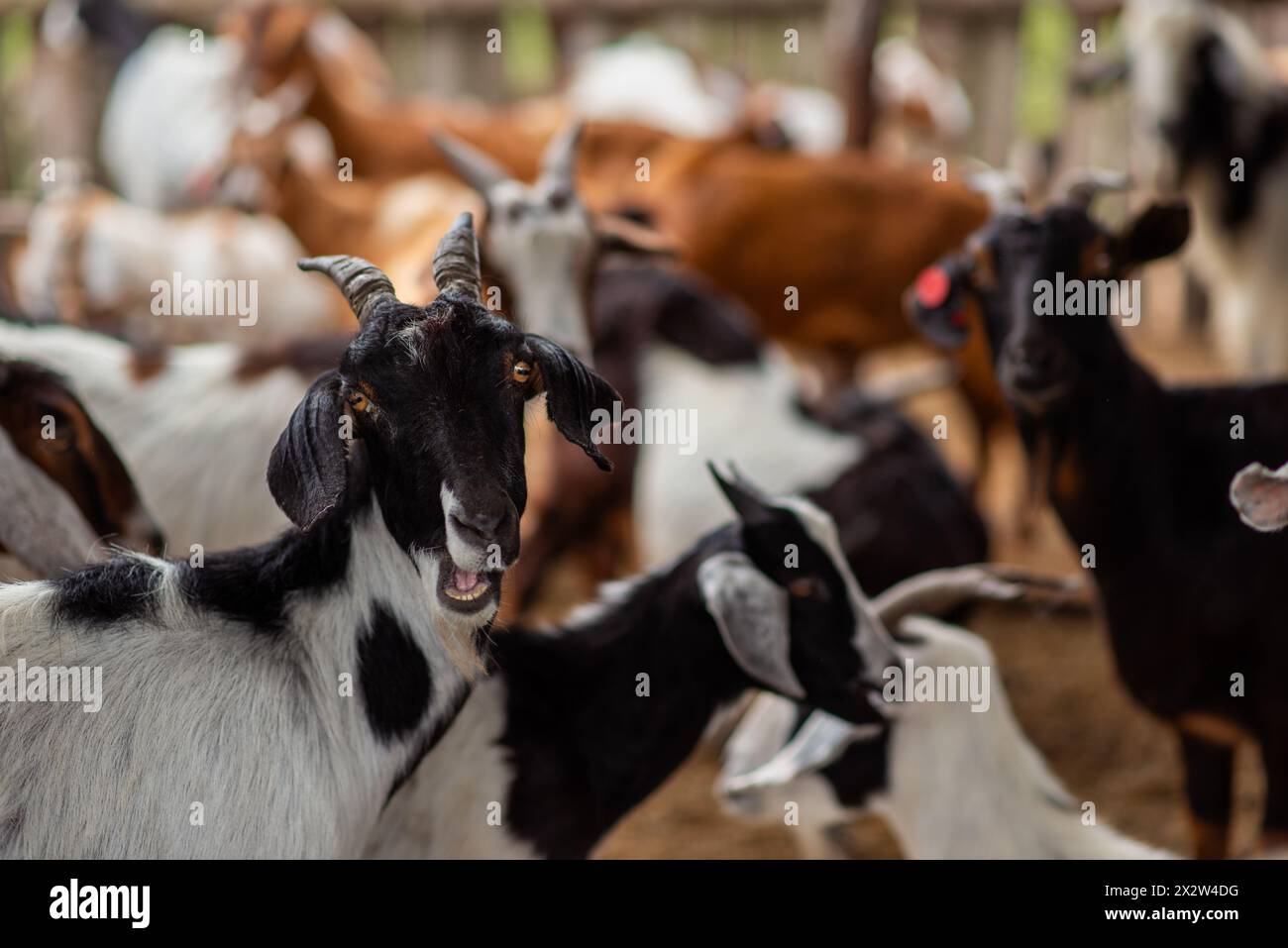 Goats in a corral in a ranch Stock Photo - Alamy