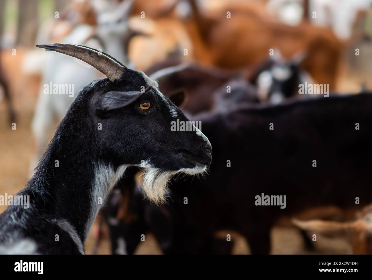 Goats in a corral in a ranch Stock Photo - Alamy