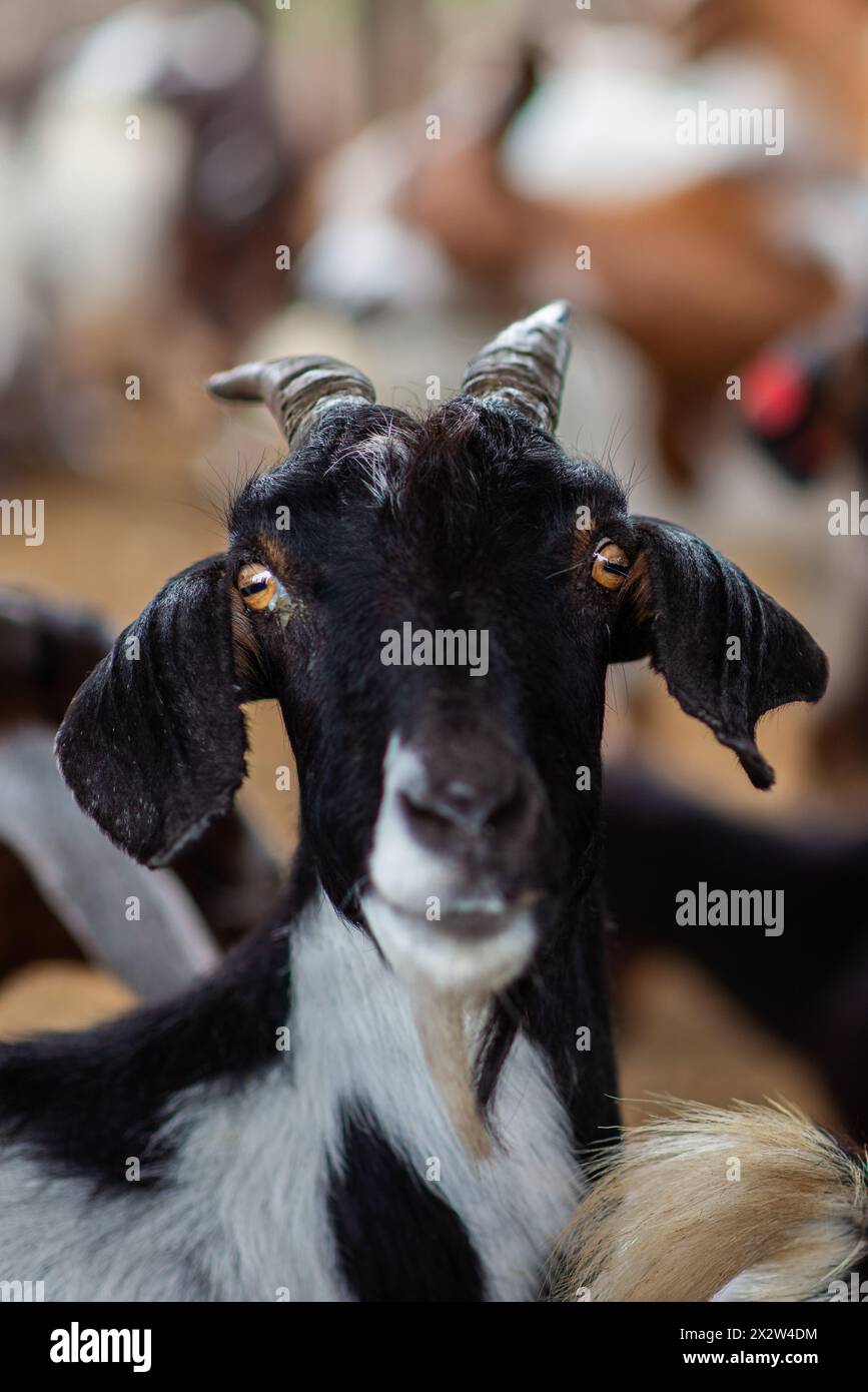 Goats in a corral in a ranch Stock Photo - Alamy