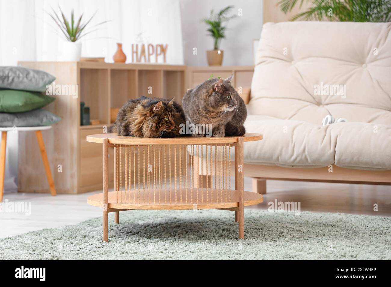 Cute cats lying on wooden table at home Stock Photo - Alamy