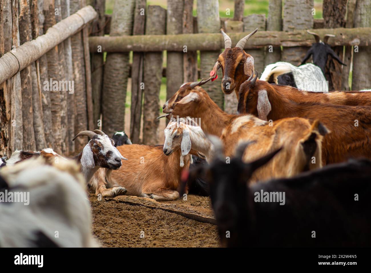 Goats in a corral in a ranch Stock Photo - Alamy