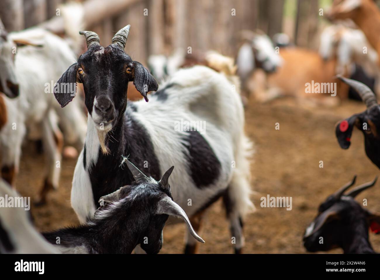 Rancho de ganado hi-res stock photography and images - Alamy