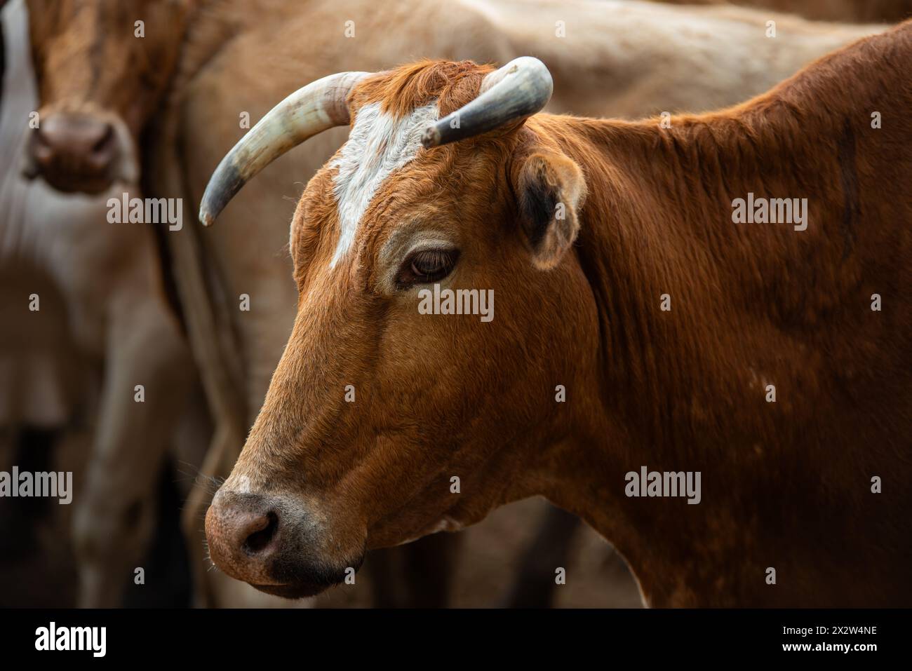 Animales de producción hi-res stock photography and images - Alamy