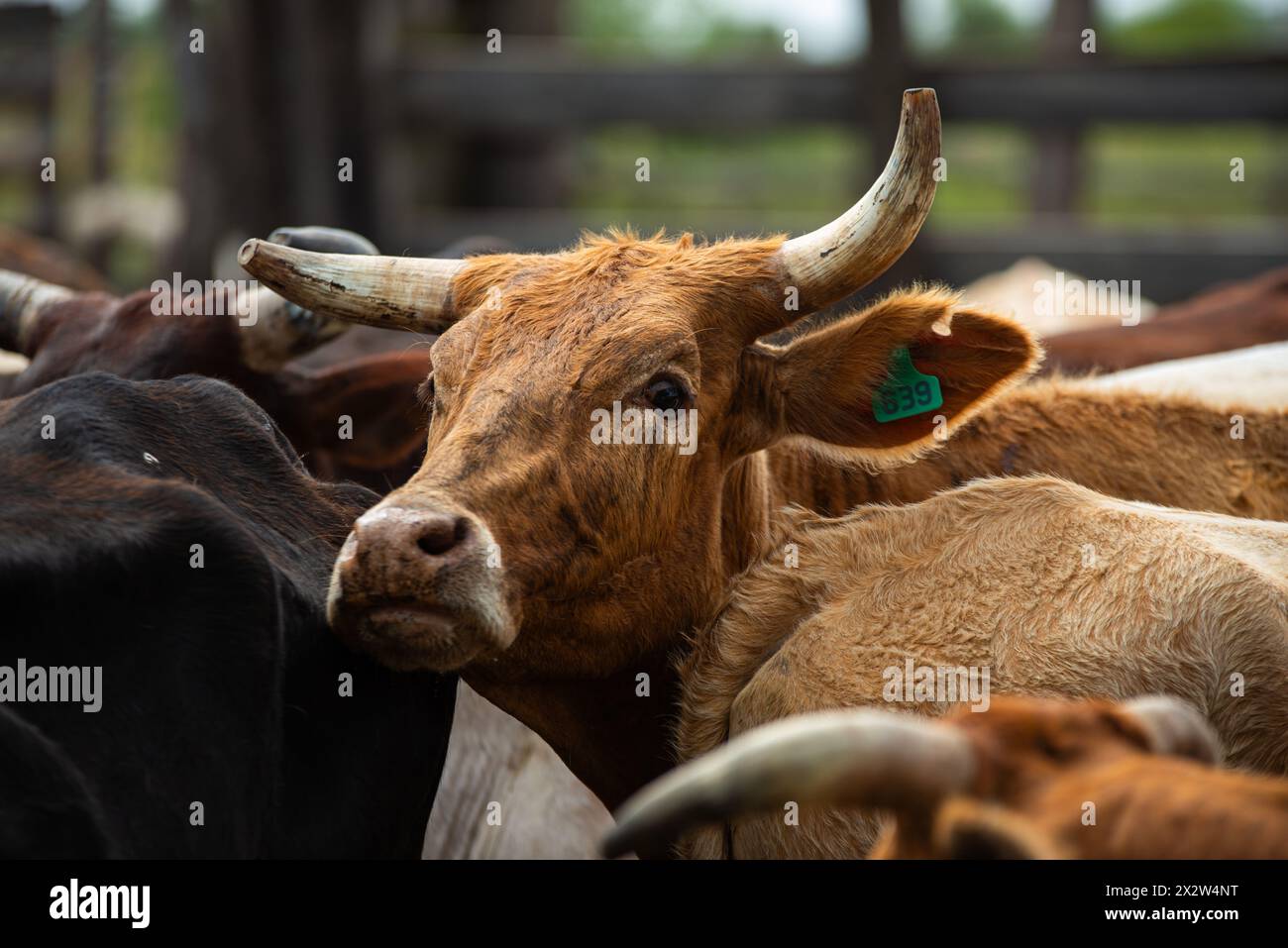 Animales de argentina hi-res stock photography and images - Alamy