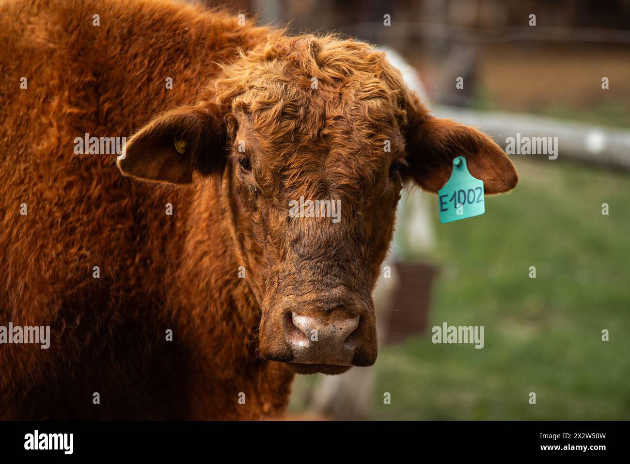 Animales de argentina hi-res stock photography and images - Alamy