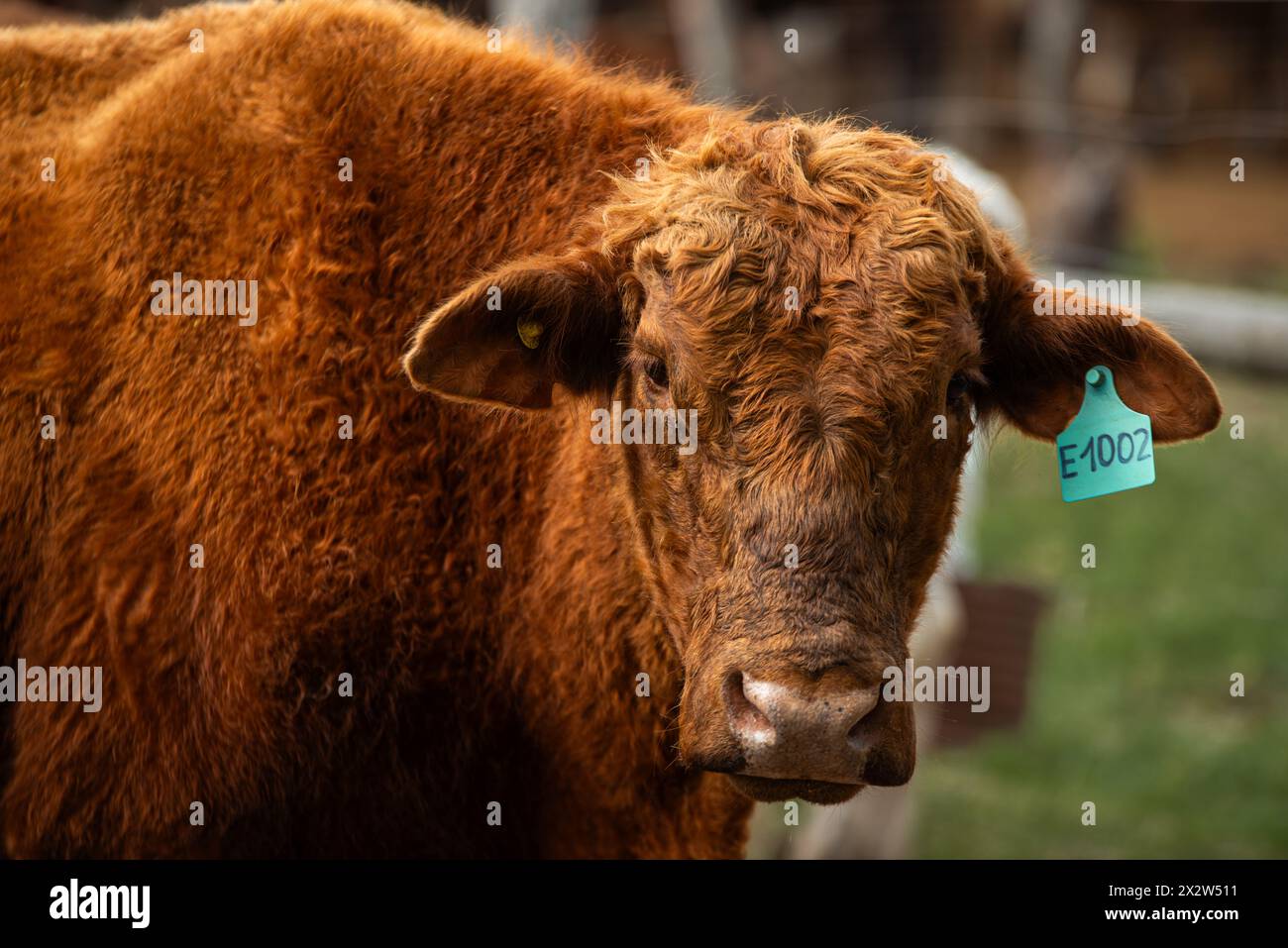 Animales de producción hi-res stock photography and images - Alamy
