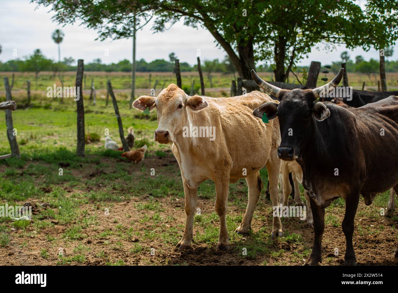 Animales de producción hi-res stock photography and images - Alamy