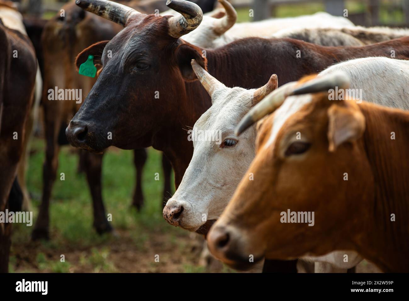 Animales de argentina hi-res stock photography and images - Alamy