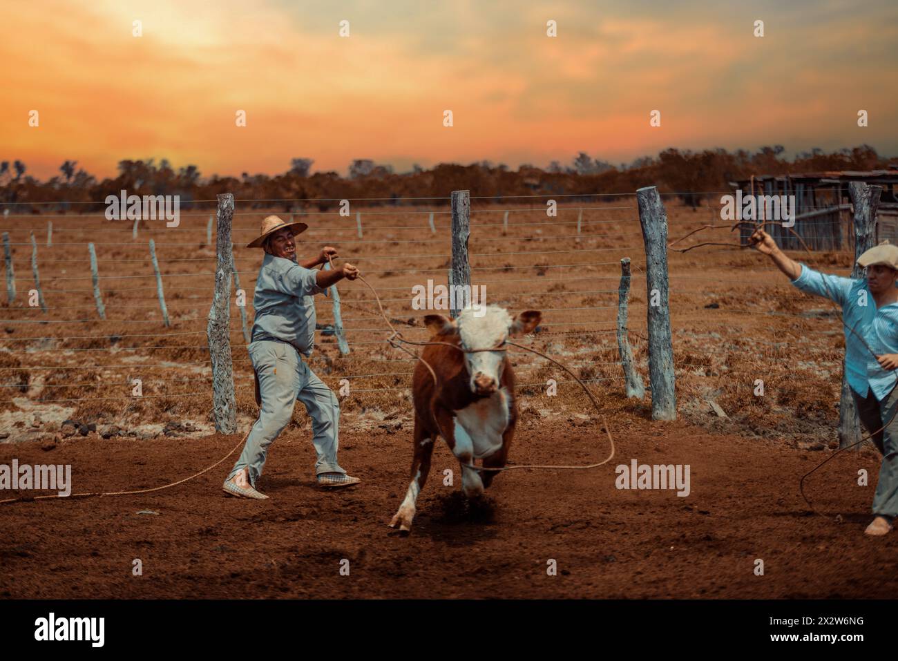 Cattle workers on duty during vaccination season in a ranch in ...