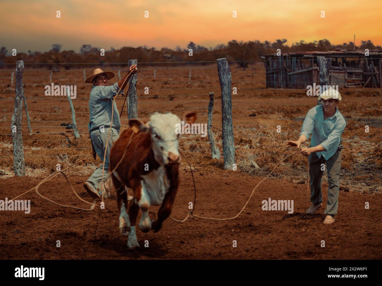 Cattle workers on duty during vaccination season in a ranch in ...