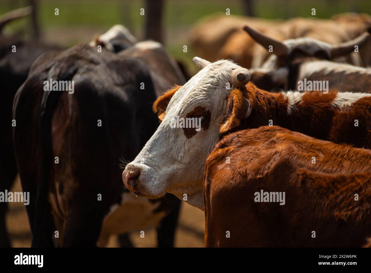 Brahman cattle gaucho hi-res stock photography and images - Alamy