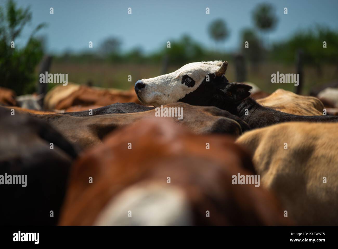 Brahman cattle gaucho hi-res stock photography and images - Alamy