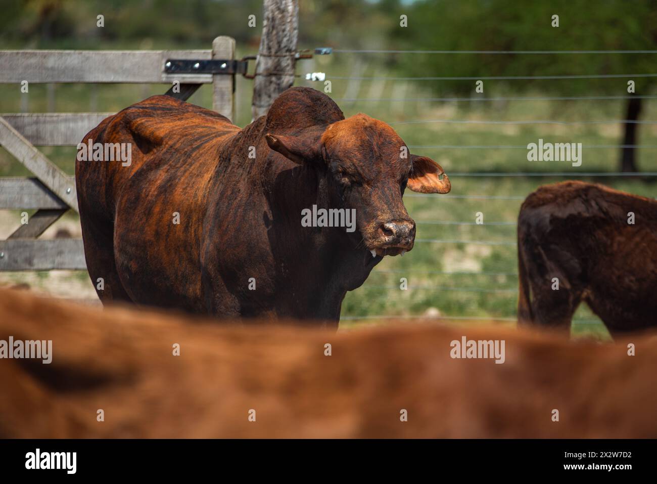 Animales de producción hi-res stock photography and images - Alamy